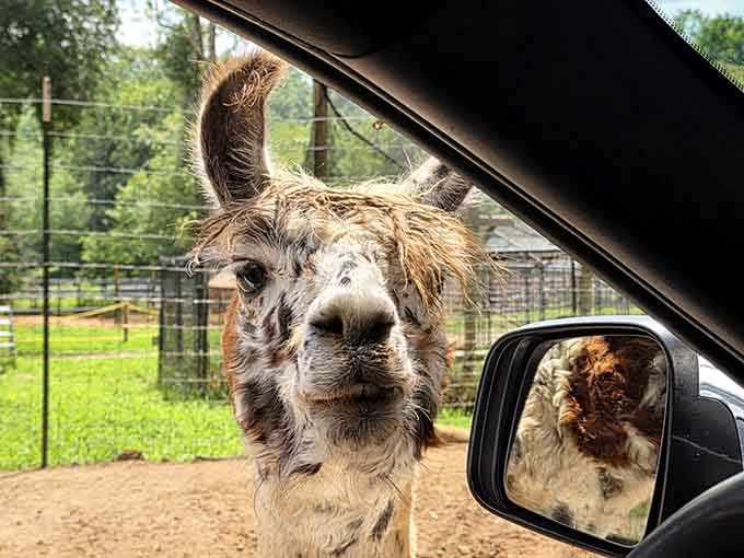 Alpacas possess an uncanny ability to look simultaneously adorable and slightly judgmental about your life choices here.
