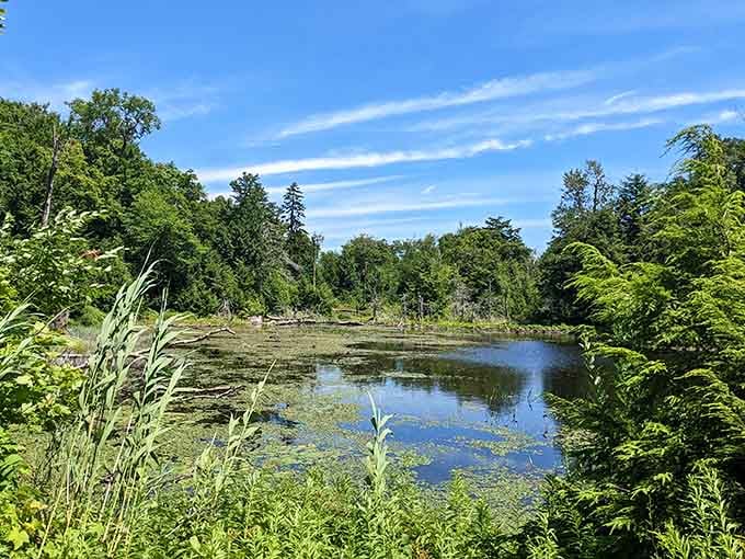 Wetland views that look like something from a nature documentary, except you're actually standing right there.