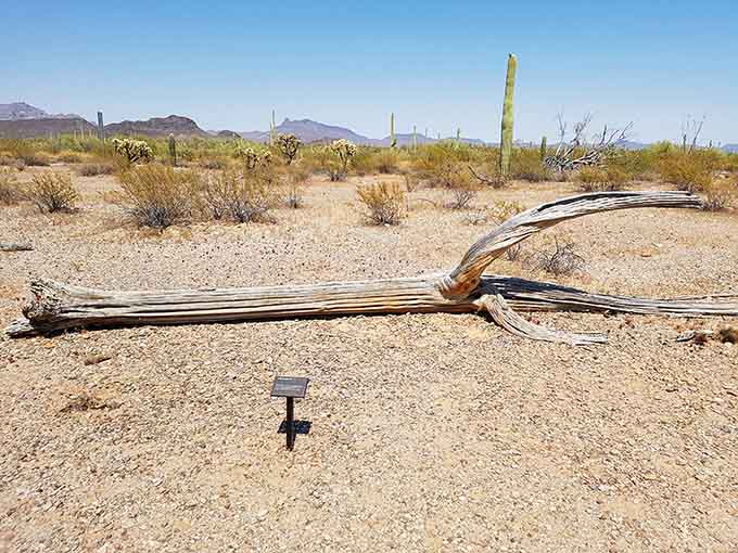 A saguaro skeleton reveals the woody ribs that once supported tons of water-storing flesh through countless summers.