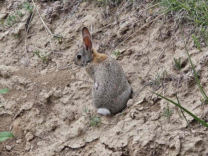 Local wildlife wondering why humans keep pointing cameras at rocks when clearly the rabbits are the real stars of this show.
