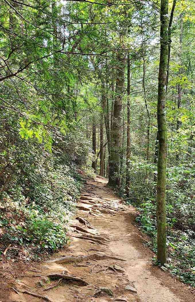 The forest path welcomes you in with that "come explore me" energy that's irresistible.