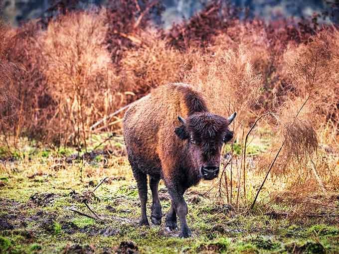 This bison's autumn portrait session proves that Florida does have seasons, just with more attitude and humidity.