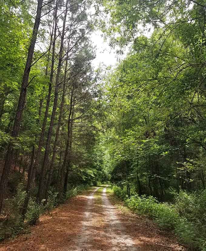 The tree tunnel effect in full summer glory, where the canopy creates a living archway over the trail.