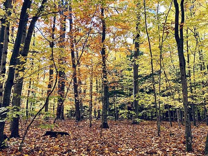 These hardwood forests glow golden in autumn, creating a cathedral where birdsong echoes like nature's choir.