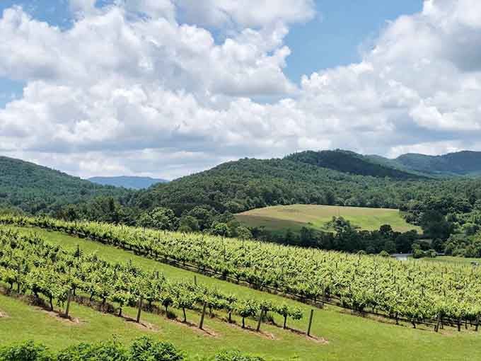 Rolling hills and organized vines create patterns that make your heart do little flips.
