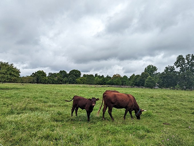 Heritage cattle grazing peacefully under moody skies create a scene straight from a Constable landscape painting.