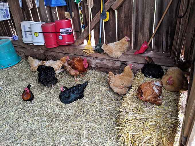 The chicken residents gather in their barn, living drama-free lives filled with scratching, pecking, and general poultry contentment.
