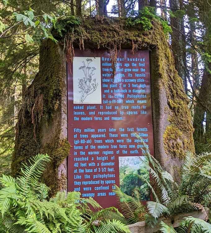 Educational plaques share fascinating facts about prehistoric plants, because learning happens even during dinosaur adventures.