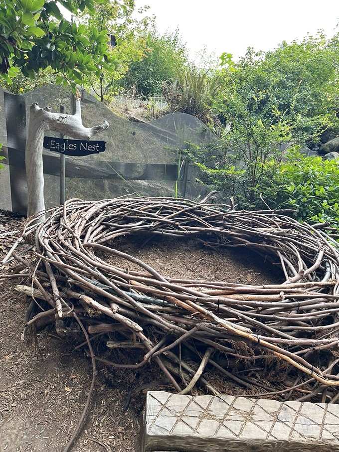 Climb into this oversized eagle's nest and suddenly understand why birds never want to come down.