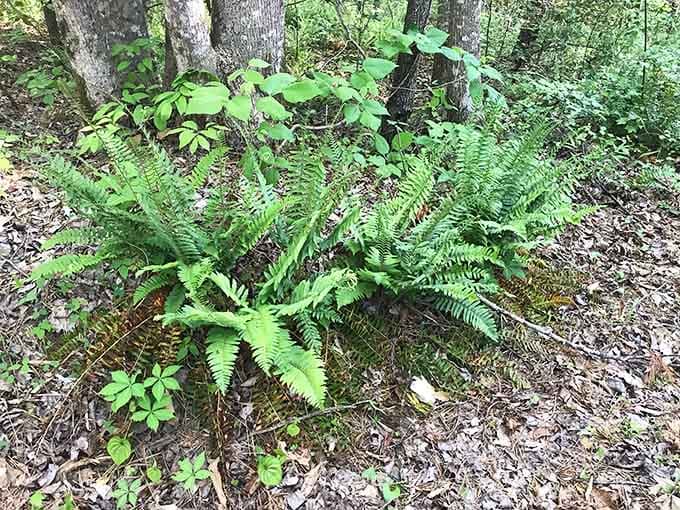 Ferns and forest floor greenery frame the path like nature's own welcome committee.