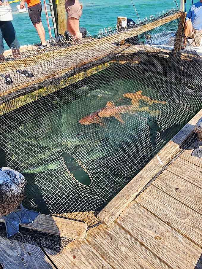 Sharks patrol beneath the docks, reminding everyone that this ecosystem operates on multiple fascinating and slightly intimidating levels.