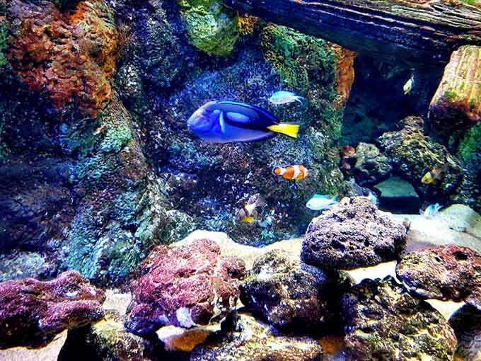 Coral reef exhibits burst with more colors than a Technicolor dream, each fish seemingly trying to outshine its neighbors spectacularly.