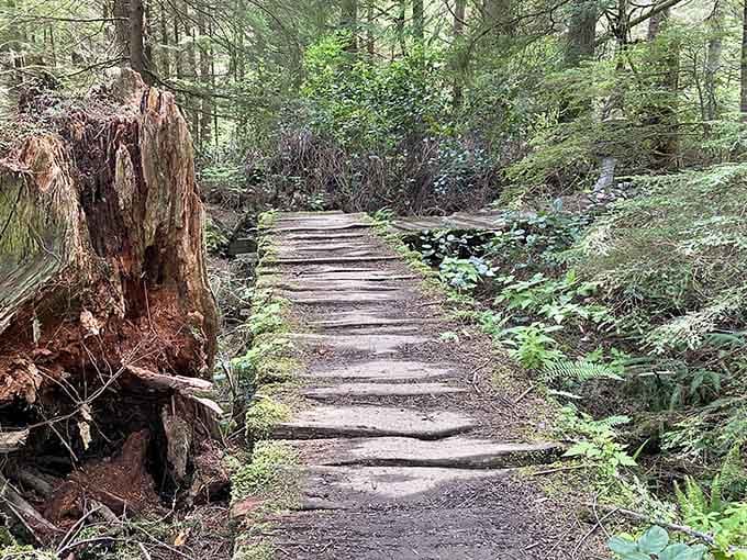 The forest path winds through greenery so thick you'd swear you've entered a Pacific Northwest fairy tale.