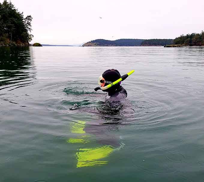 Cold water snorkeling builds character, they say, though the incredible marine life you'll encounter makes it totally worth the goosebumps.