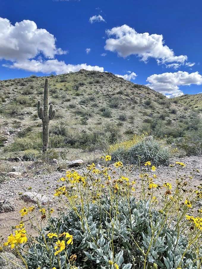 Brittlebush blooms and a lone saguaro create the kind of desert composition that belongs in a gallery or postcard.