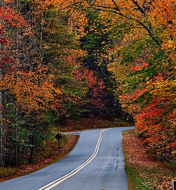 Fall colors create a tunnel of gold and crimson that makes every drive feel like a celebration.
