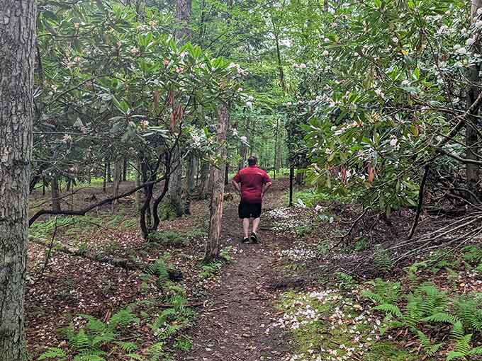The trails are gentle enough for contemplative walks, steep enough to feel like you've actually done something healthy.