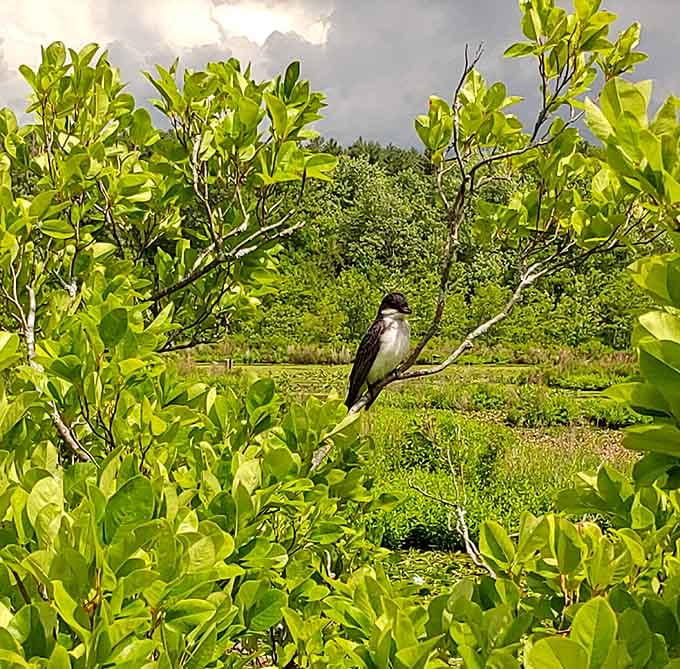 When a bird poses this perfectly, you almost expect it to ask for its good side to be photographed.