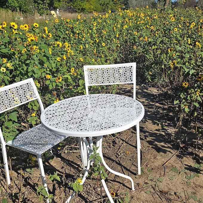 A quiet seating area nestled among the blooms offers the perfect spot to pause and appreciate this floral spectacle.