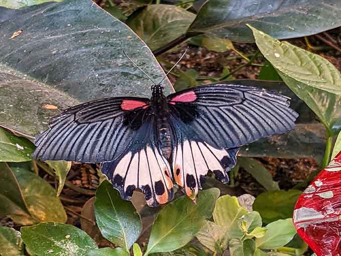 Nature's tuxedo: the Great Mormon butterfly proves formal wear doesn't need to be boring or uncomfortable.