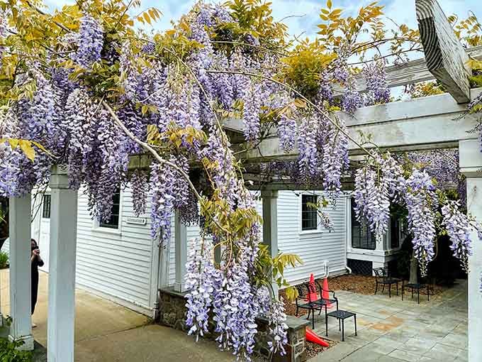 Wisteria cascading like purple waterfalls, making your backyard hanging basket look adorably amateur by comparison here.