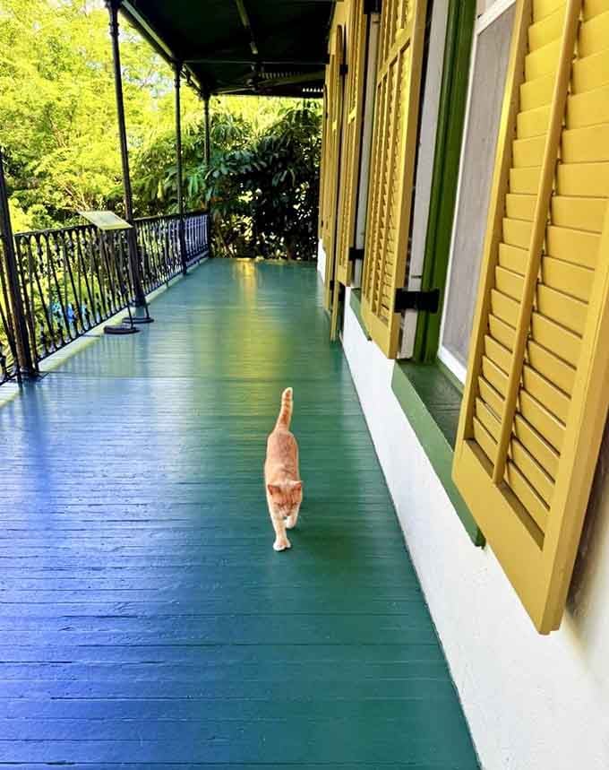 A ginger cat patrols the wraparound veranda like it owns the place, because honestly, it does.