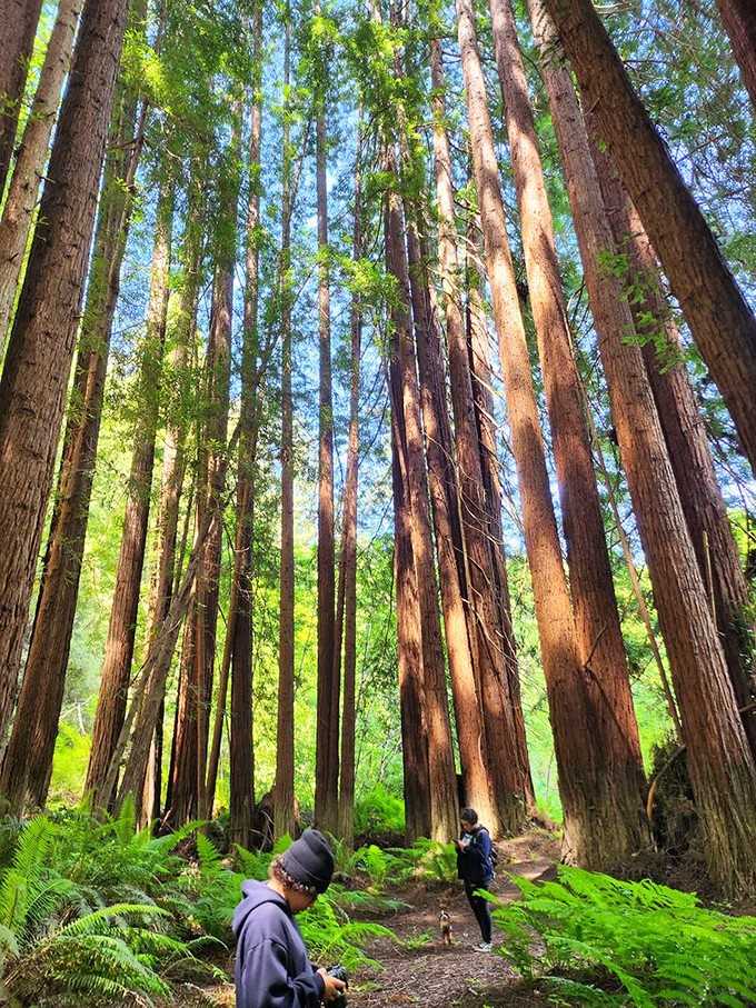 These towering redwoods have been standing here since before anyone invented the concept of a vacation selfie.