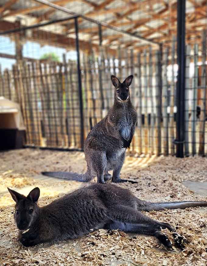 Kangaroos lounge casually, as if hanging out in Ohio is the most natural thing ever.