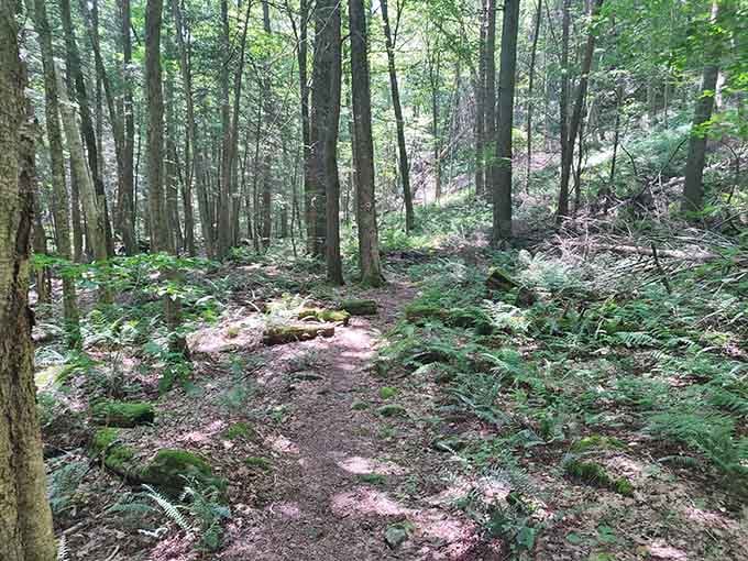 Ferns flanking the trail like nature's own welcome committee, inviting you deeper into the green cathedral ahead.