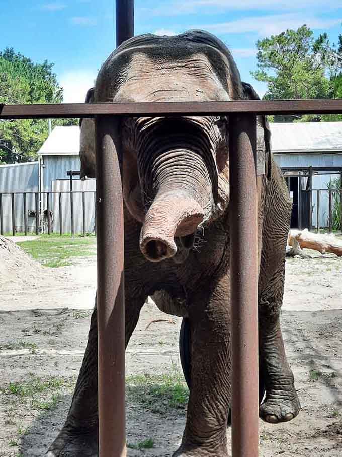 That trunk is basically a Swiss Army knife of body parts, capable of delicate precision and incredible strength simultaneously.