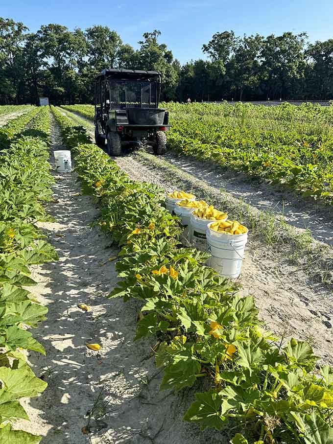 Local farms supply fresh produce at prices that won't make you choose between eating healthy and paying bills.