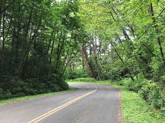 Winding roads through green tunnels of trees make every drive feel like an adventure in slow motion.