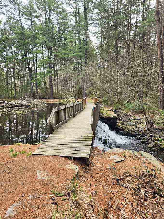 Wooden bridges lead you into nature's quiet corners, where the only traffic jam involves ducks and turtles.