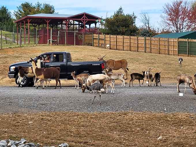 Your trusty vehicle becomes a mobile dining room for very enthusiastic and slightly pushy animal guests.