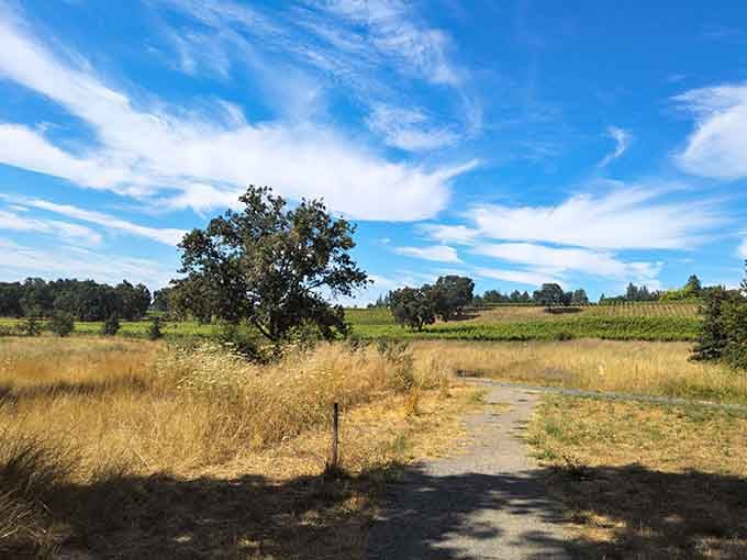 Summer's golden grasses frame the trail like California's version of an Andrew Wyeth painting come alive.