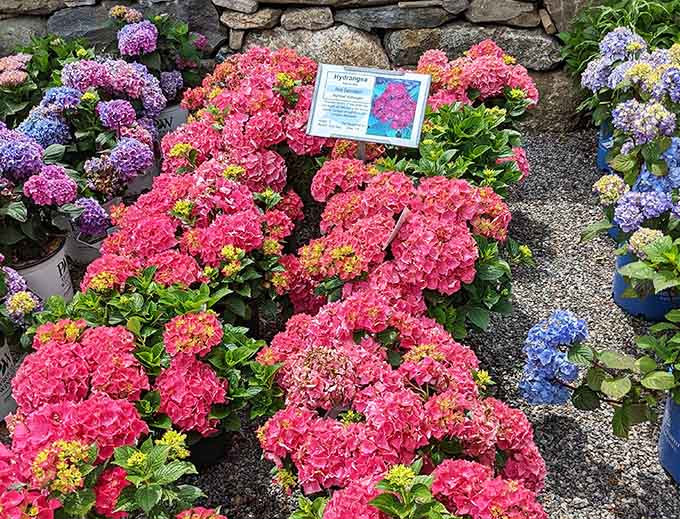 Hydrangeas in full bloom, ready to make your summer garden Instagram-worthy without filters needed.