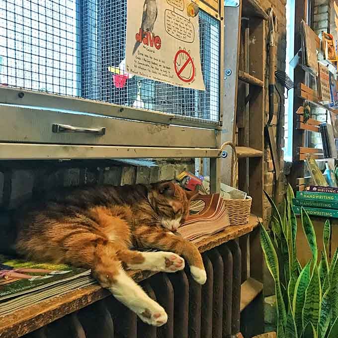 This marmalade feline has mastered the art of napping near bird cages, proving peaceful coexistence is possible.