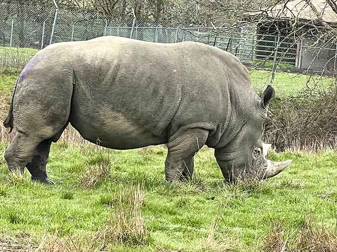 This rhinoceros grazing peacefully, weighing more than your car and looking absolutely magnificent while doing it.