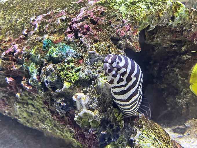 The zebra moray eel's striking stripes prove that underwater creatures can be both beautiful and slightly terrifying.