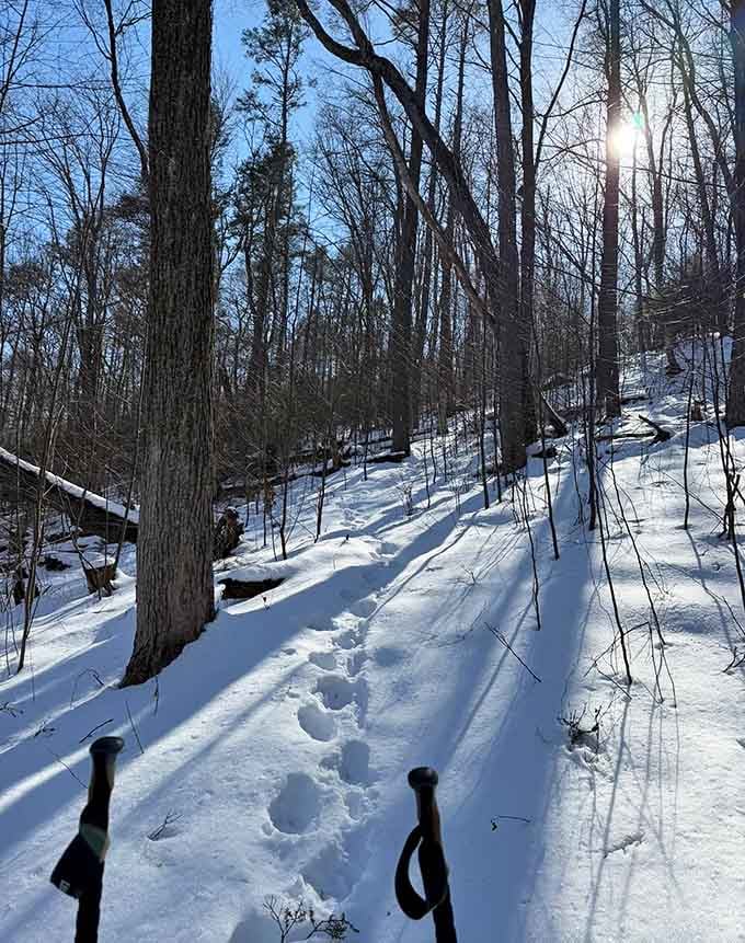 Proof that Connecticut's natural beauty shines in every season, even when Jack Frost decides to redecorate the entire forest overnight.