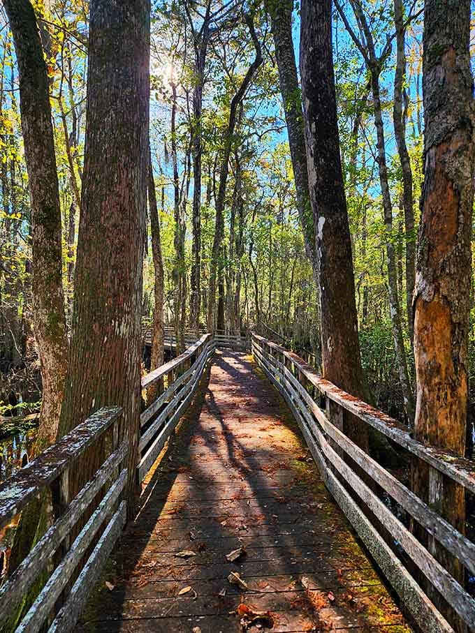 Sunlight filters through ancient cypress trees onto a boardwalk that winds deep into primordial swampland below.