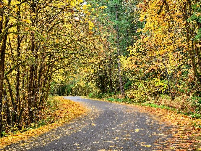 Golden leaves carpet the road in autumn's finest display, turning an ordinary drive into a journey through painted beauty.