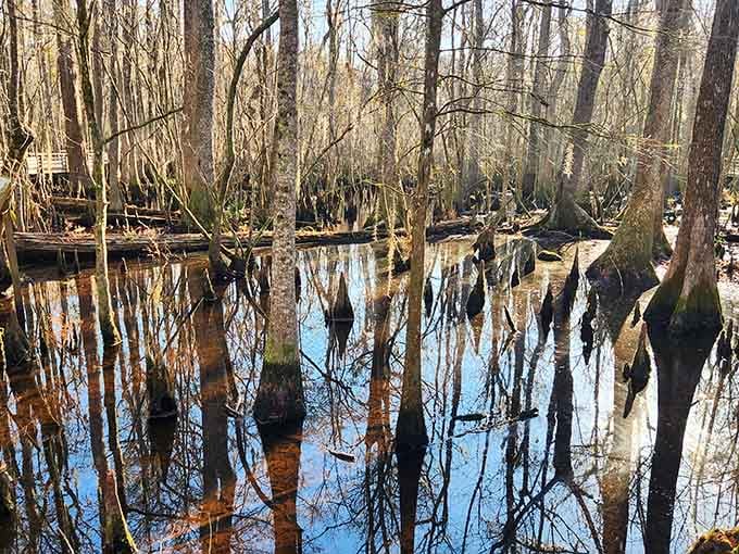 Dark water mirrors towering trees in this prehistoric forest where time seems to have stopped centuries ago.