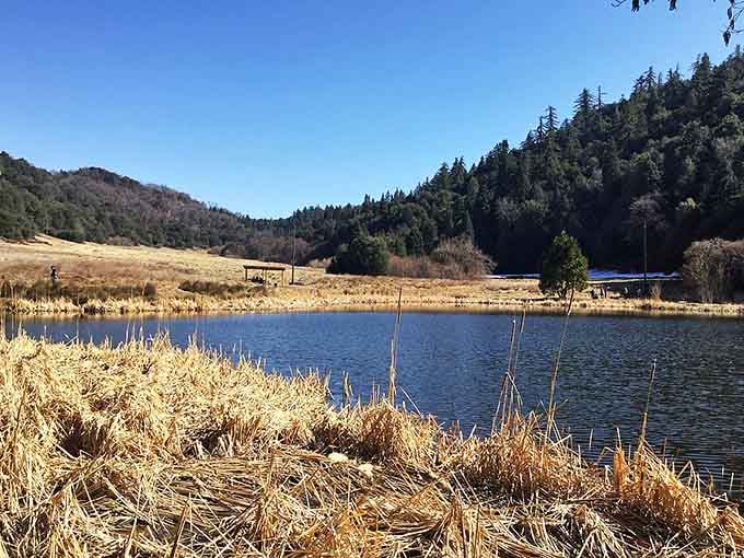 Golden grasses frame the still water perfectly, creating reflections that double the beauty of this peaceful scene.