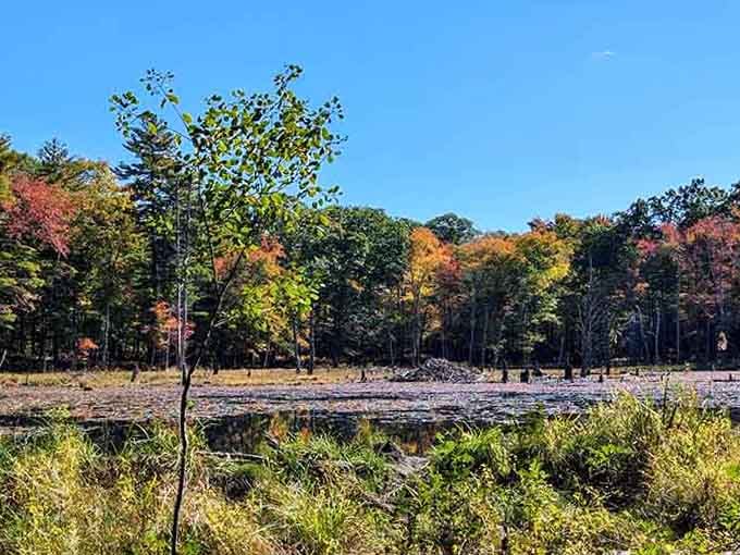 Autumn paints the wetlands around Quabbin in fiery reds and golds, with a beaver lodge stealing the scene.