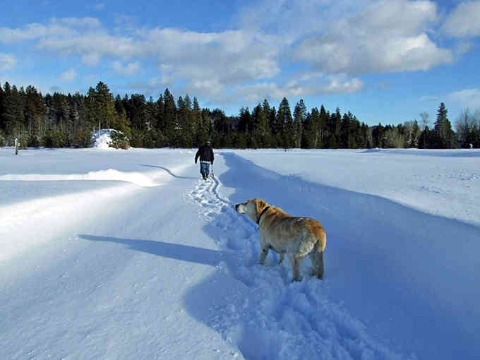 Winter transforms the landscape into a pristine wonderland where footprints and paw prints tell the day's only stories.