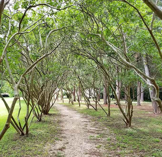 Twisted branches form a natural archway tunnel that makes you feel like you're walking through nature's own cathedral.