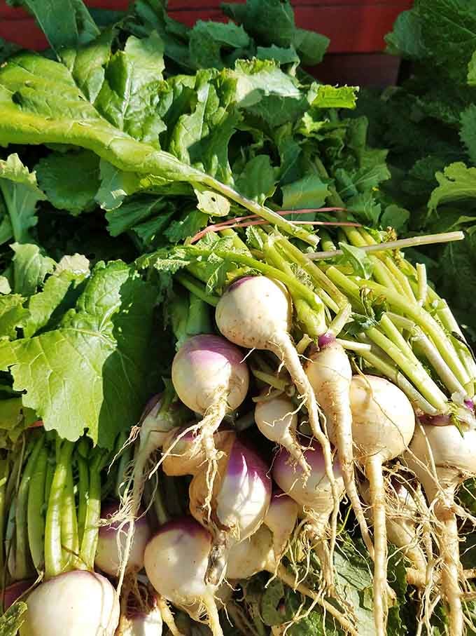 Fresh turnips with their greens still attached, looking like they were pulled from the ground this morning.