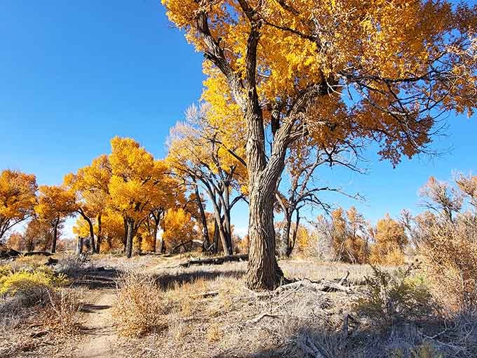 Alamosa Riparian Park proves nature doesn't charge admission fees for peace and quiet.