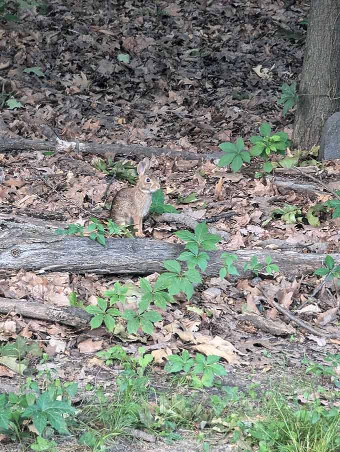 Even the rabbits know this is prime real estate, hopping around like they own the place because, well, they do.